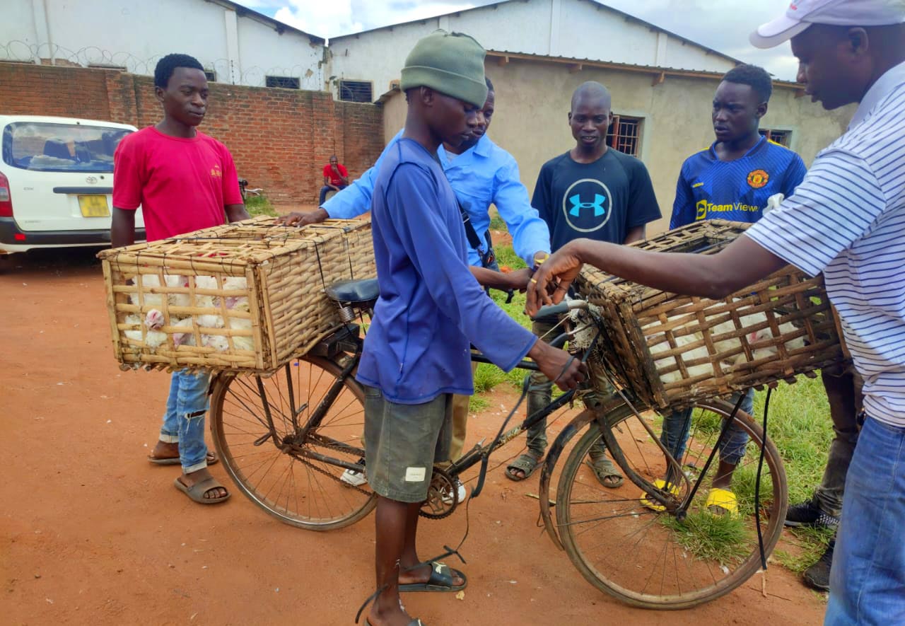 From the farm to the market: safe way to transport live chickens – LSPCA